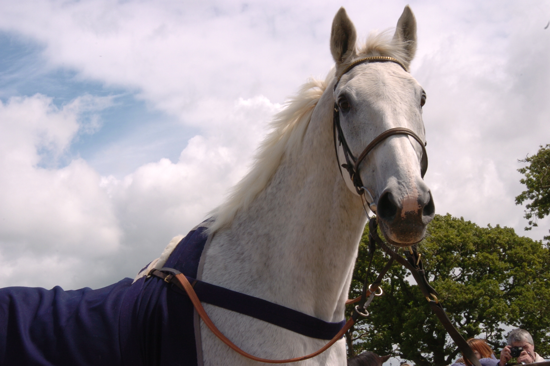 Celebrating 30 Years of BTRC – The British Thoroughbred Retraining ...