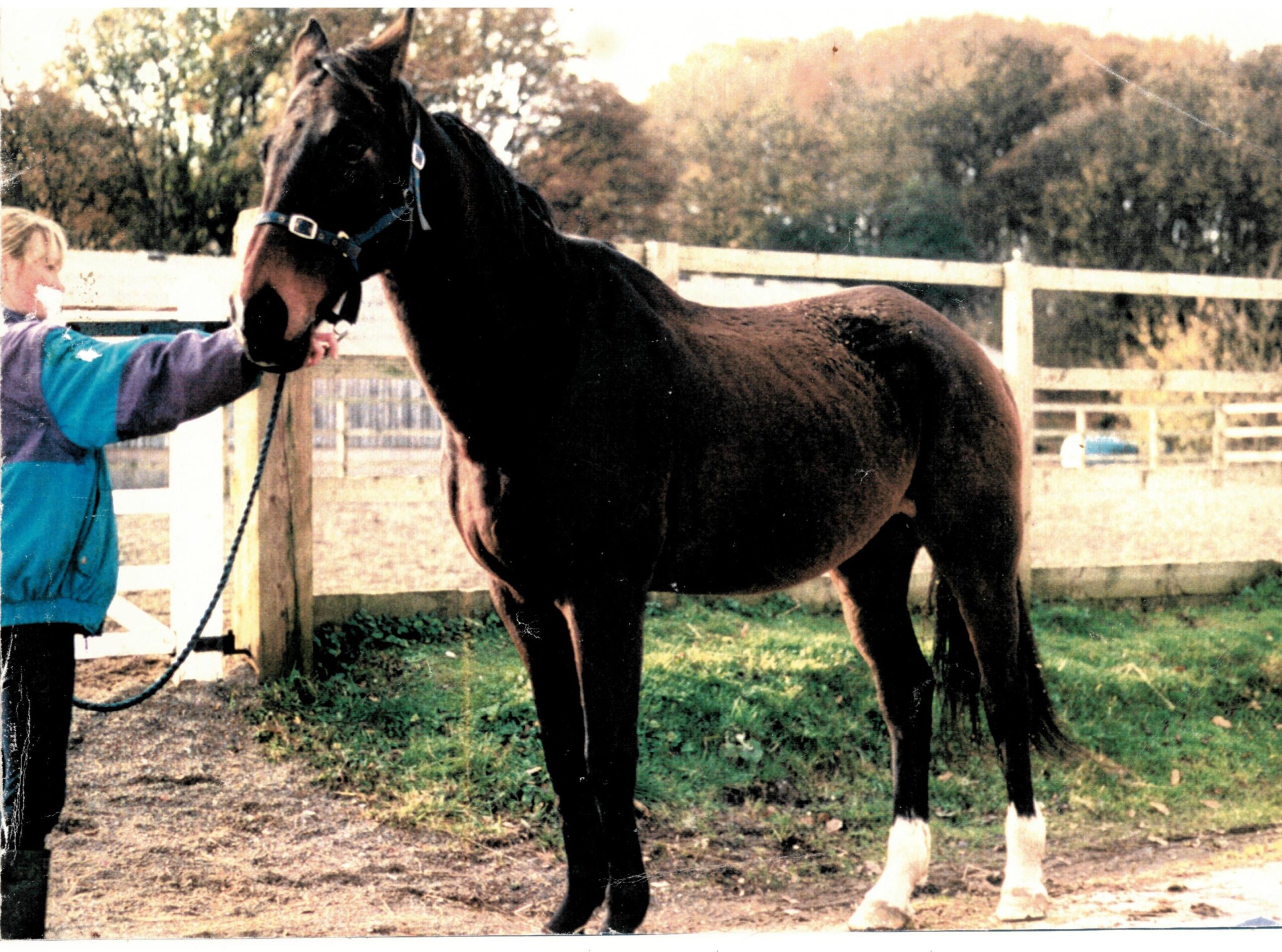 Celebrating 30 Years of BTRC – The British Thoroughbred Retraining ...