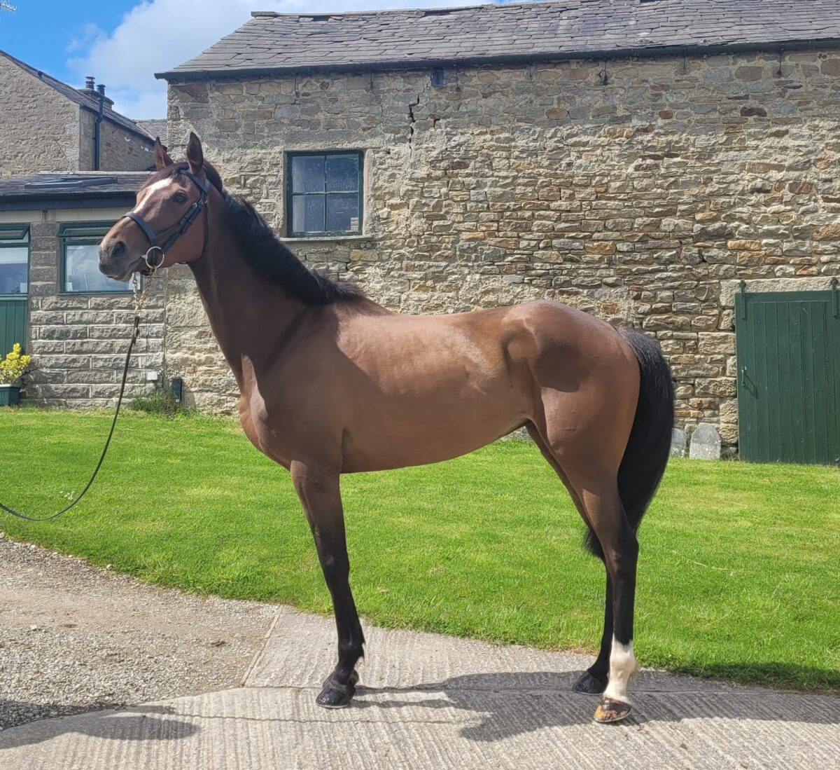 BTRC Horses – The British Thoroughbred Retraining Centre (BTRC)