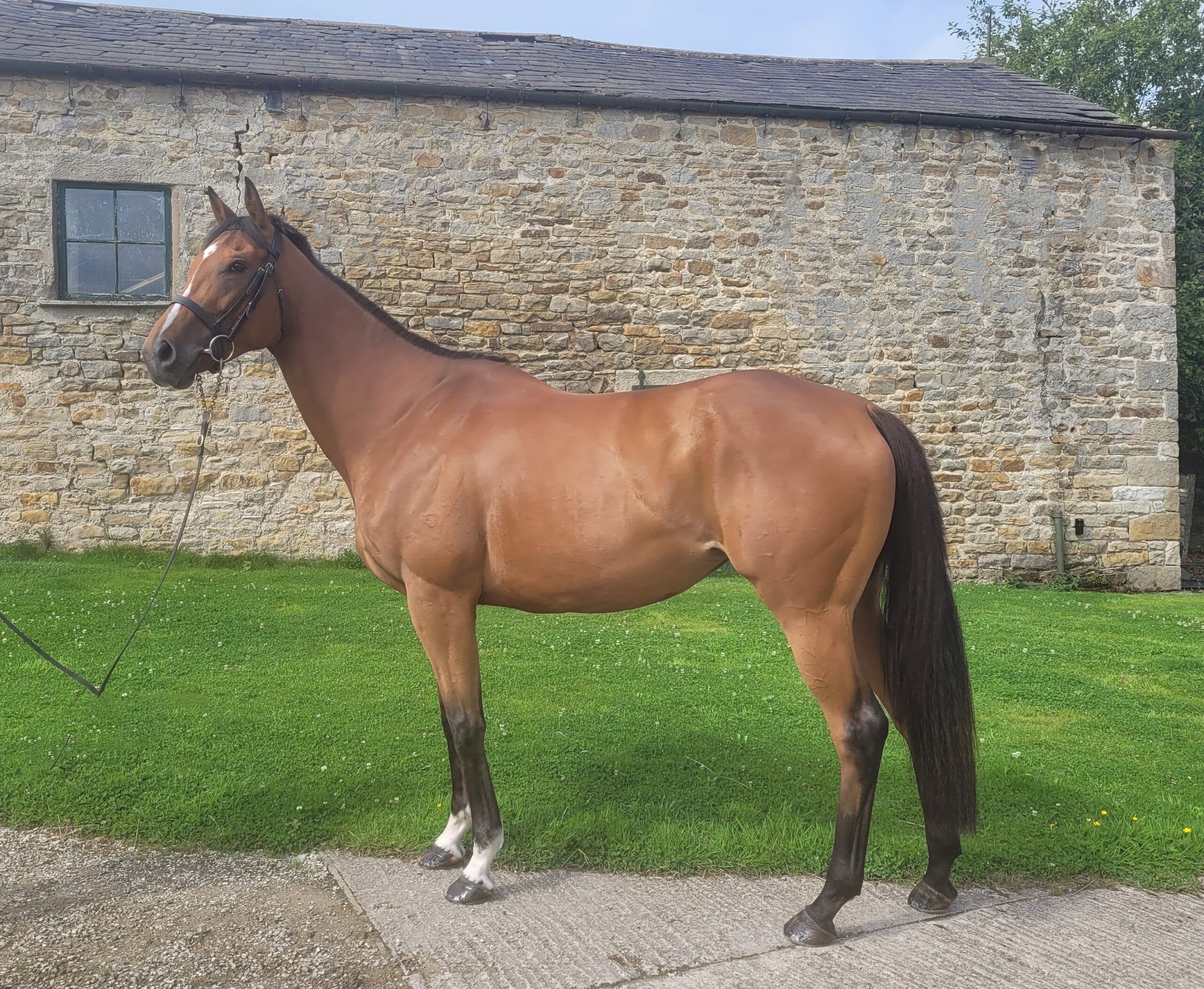 BTRC Horses – The British Thoroughbred Retraining Centre (BTRC)