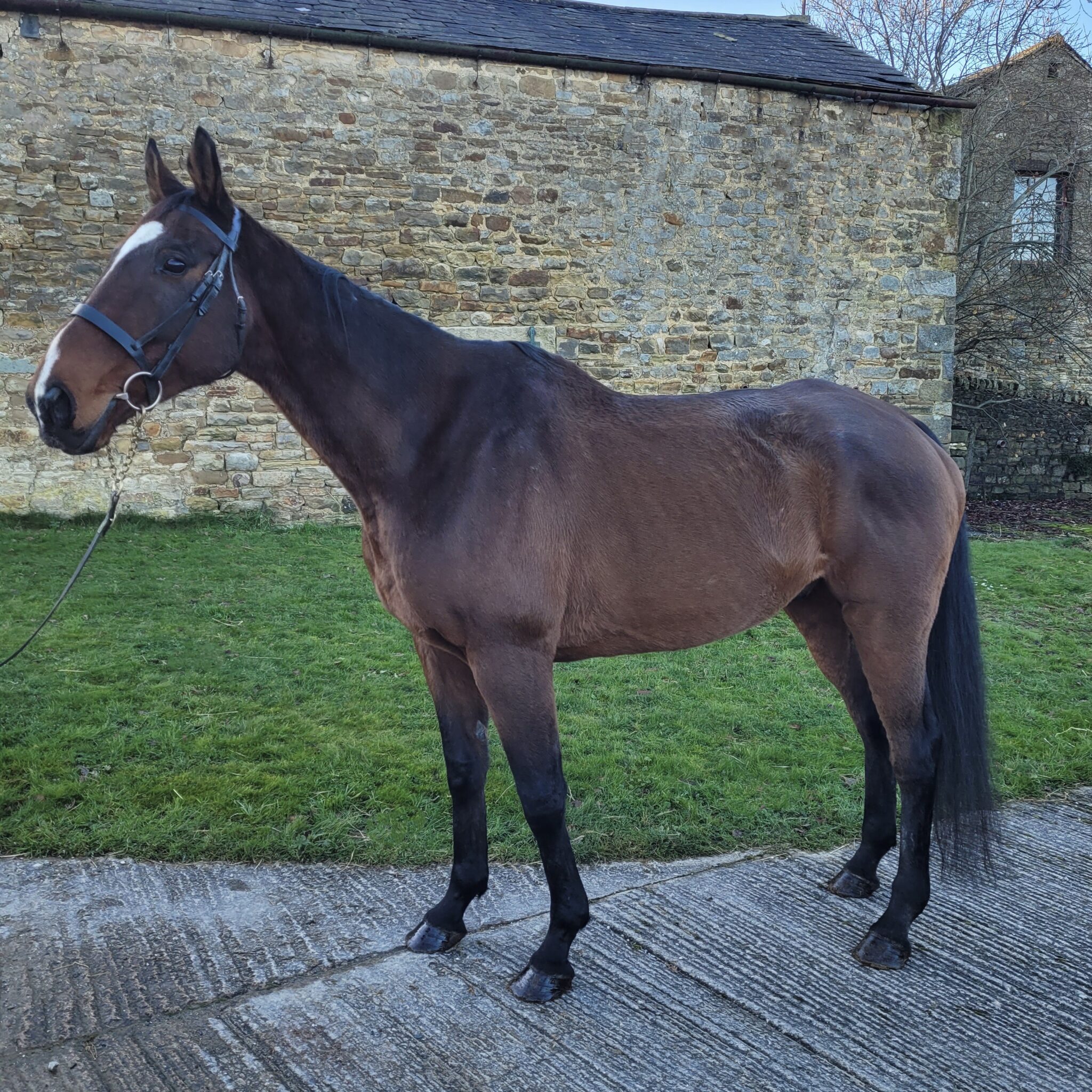 BTRC Horses – The British Thoroughbred Retraining Centre (BTRC)