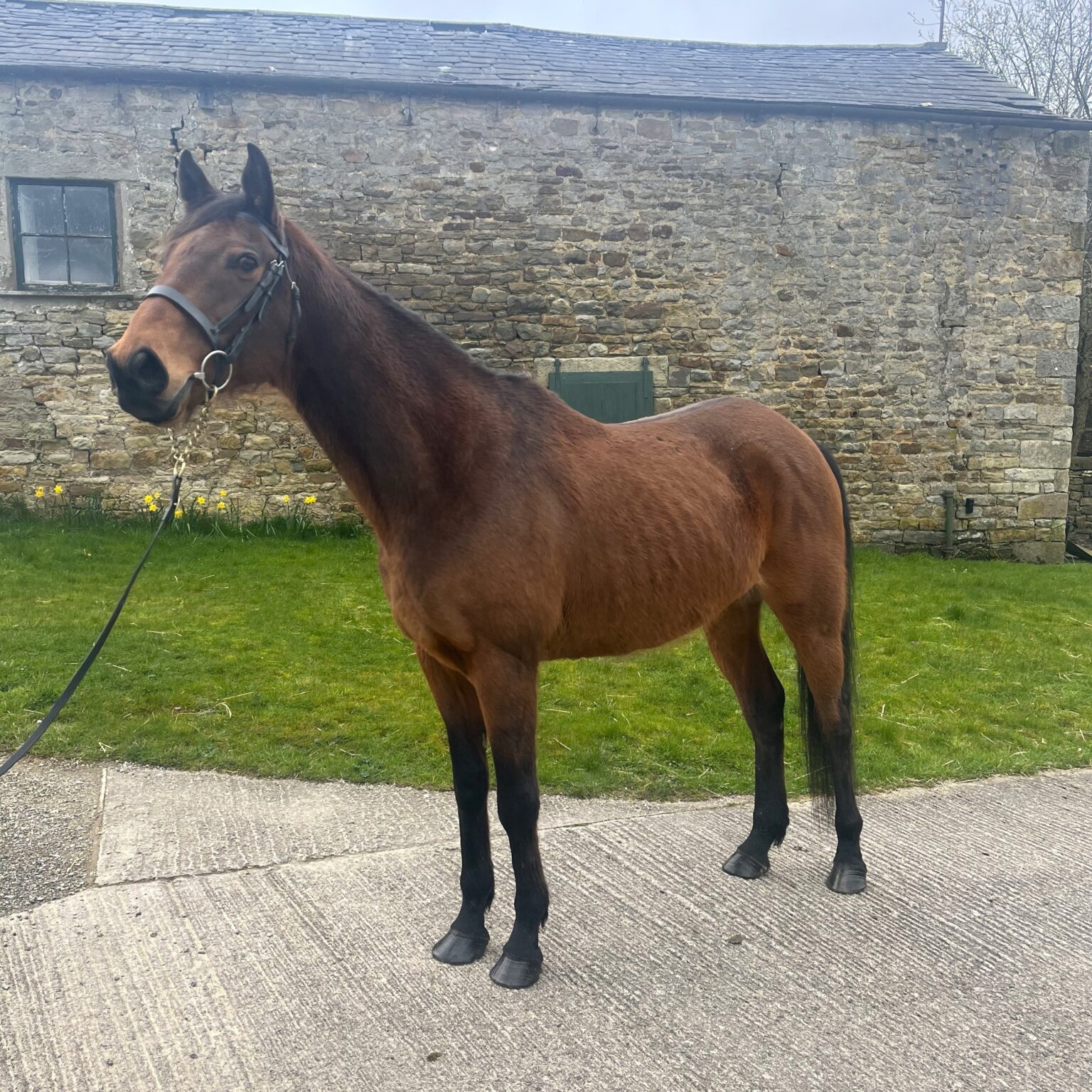 BTRC Horses – The British Thoroughbred Retraining Centre (BTRC)