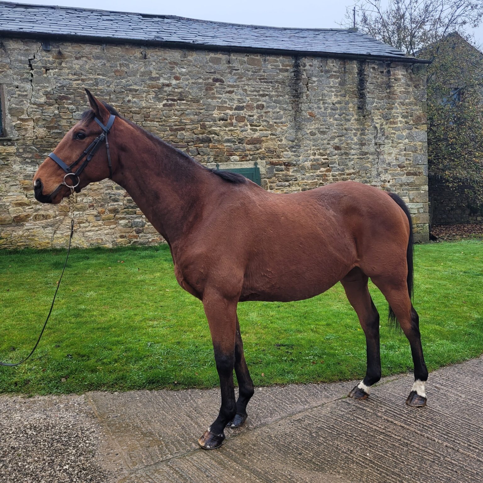 BTRC Horses – The British Thoroughbred Retraining Centre (BTRC)